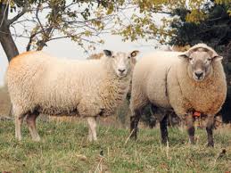 Flushing: TIP TOP and ready to TUP? - Severn Edge Farm Vets